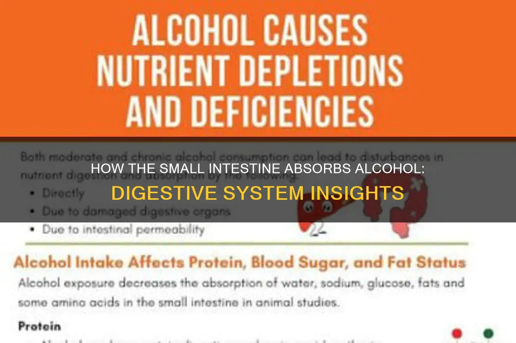 How The Small Intestine Absorbs Alcohol: Digestive System Insights ...