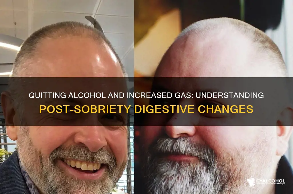 Quitting Alcohol And Increased Gas: Understanding Post-Sobriety ...