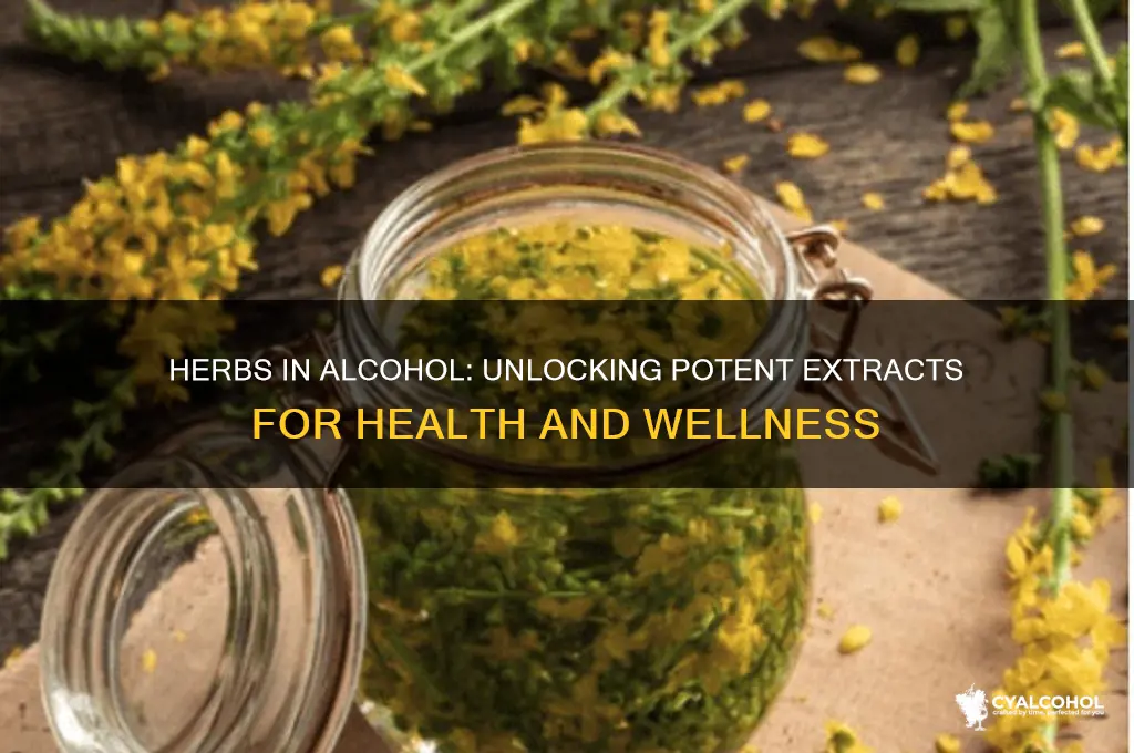 Herbs In Alcohol: Unlocking Potent Extracts For Health And Wellness ...