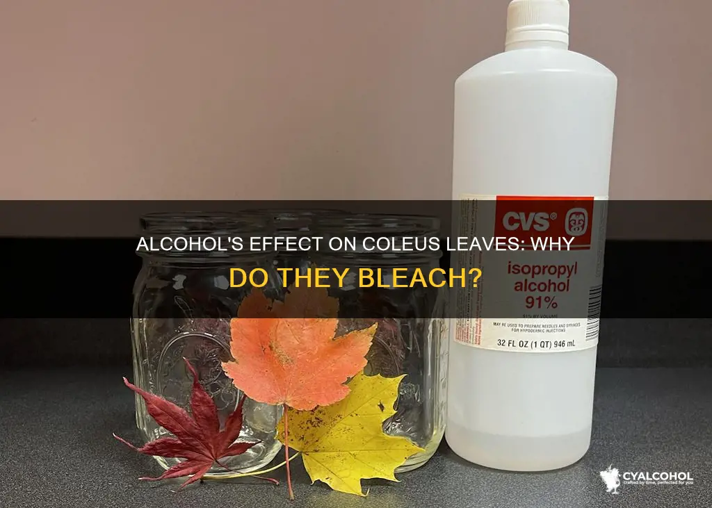 Alcohol's Effect On Coleus Leaves: Why Do They Bleach? | CyAlcohol