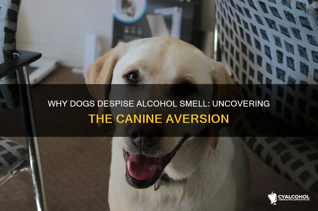 Why Dogs Despise Alcohol Smell: Uncovering The Canine Aversion | CyAlcohol