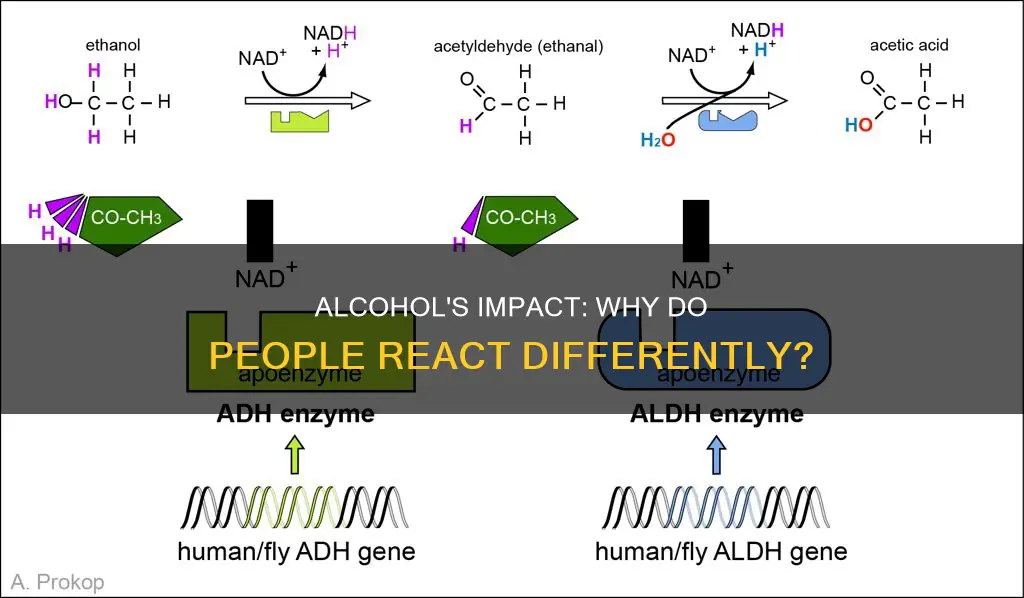 Alcohol's Impact: Why Do People React Differently? | CyAlcohol