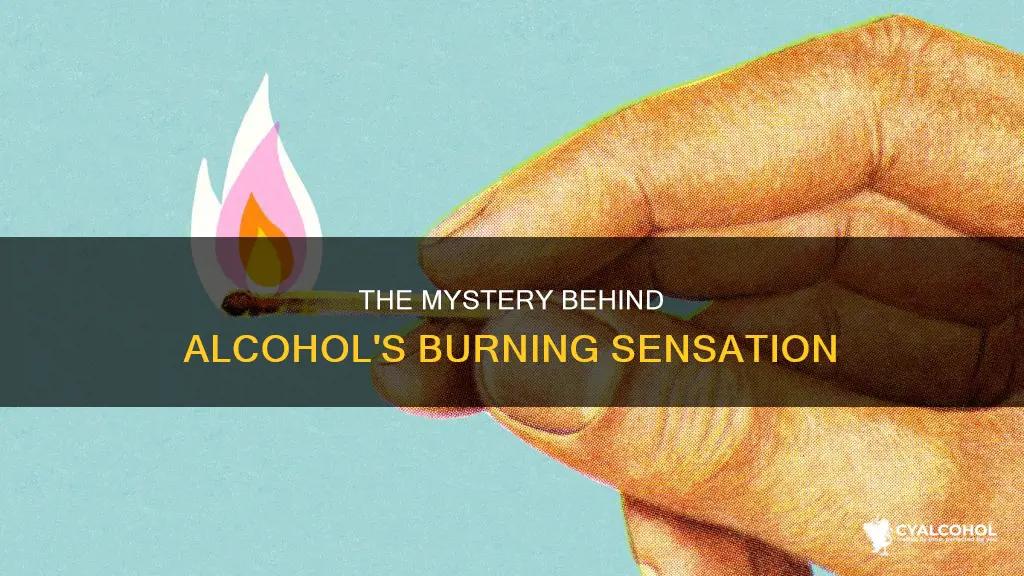 The Mystery Behind Alcohol's Burning Sensation | CyAlcohol