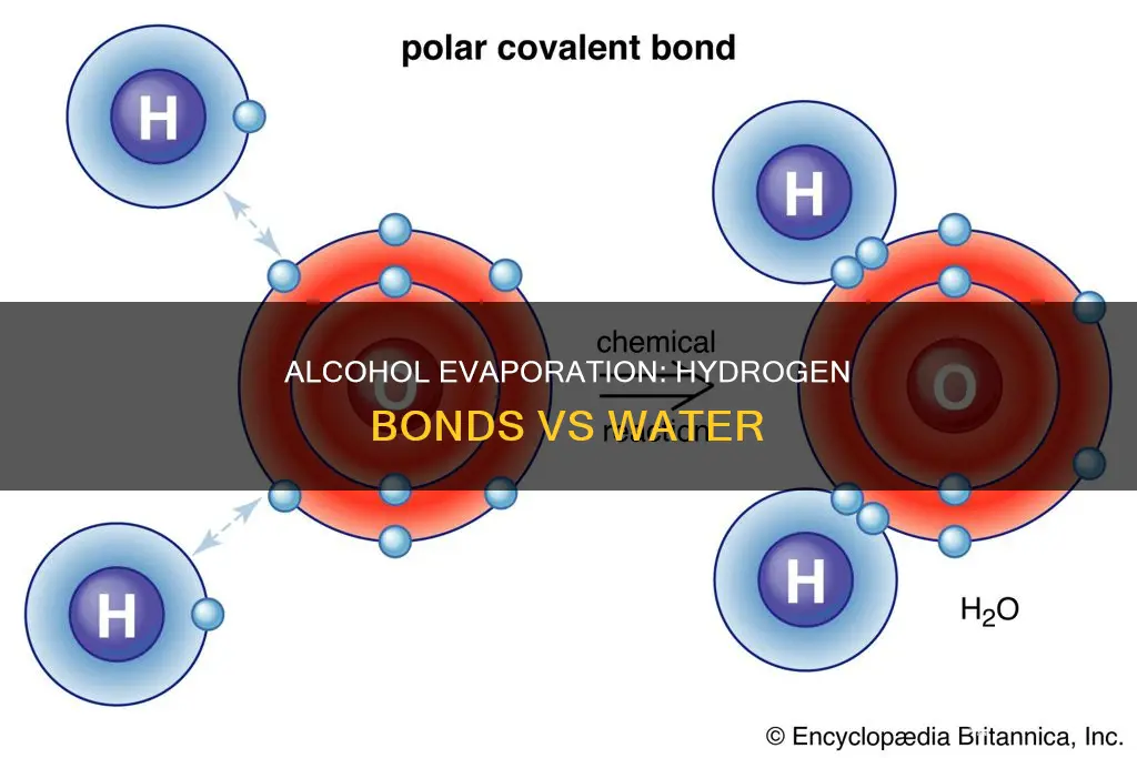 Alcohol Evaporation: Hydrogen Bonds Vs Water | CyAlcohol