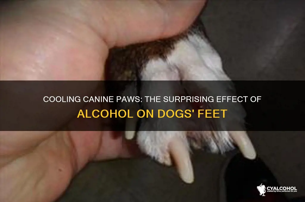 Cooling Canine Paws: The Surprising Effect Of Alcohol On Dogs' Feet ...