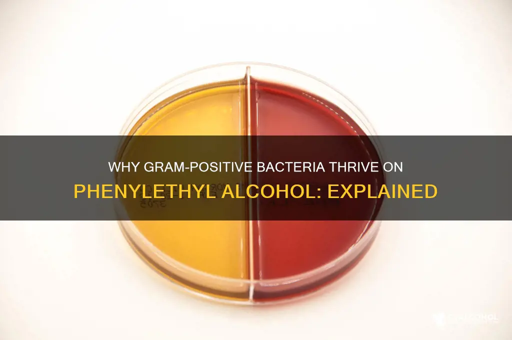 Why Gram-Positive Bacteria Thrive On Phenylethyl Alcohol: Explained ...