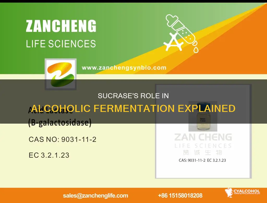 Sucrase's Role In Alcoholic Fermentation Explained | CyAlcohol