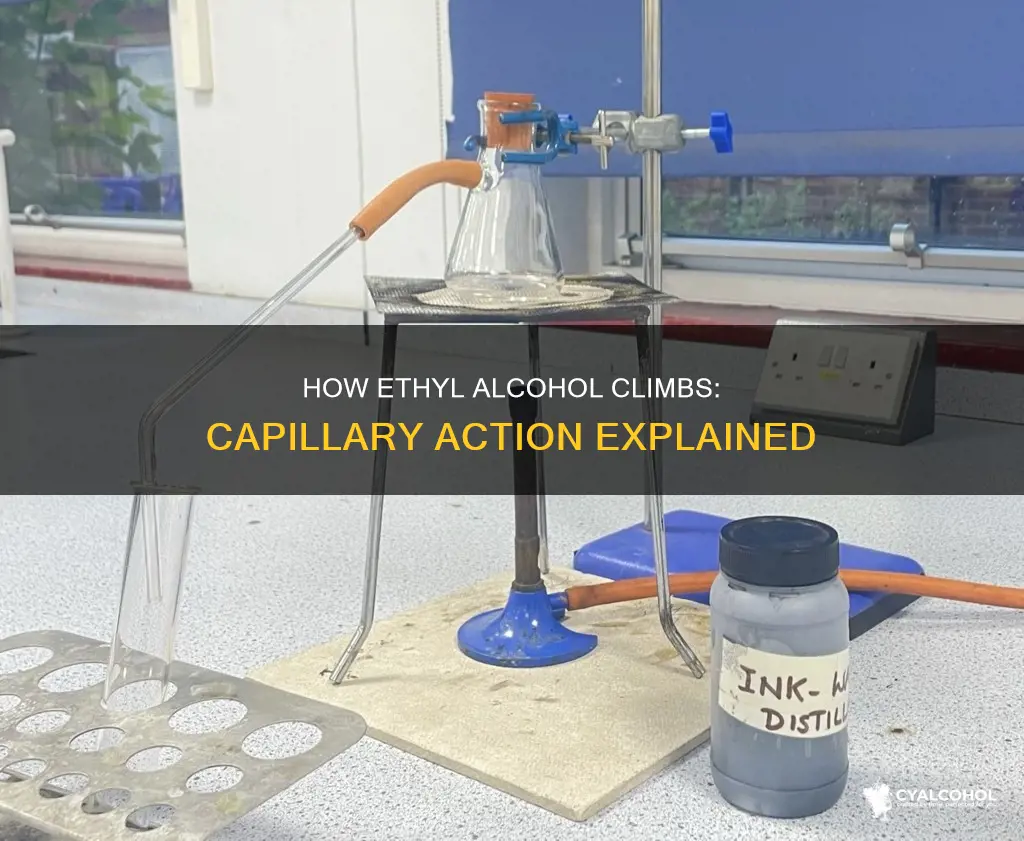 How Ethyl Alcohol Climbs: Capillary Action Explained | CyAlcohol