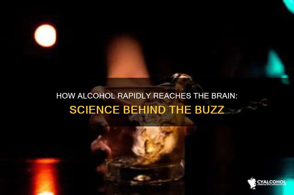 How Alcohol Rapidly Reaches The Brain: Science Behind The Buzz | CyAlcohol