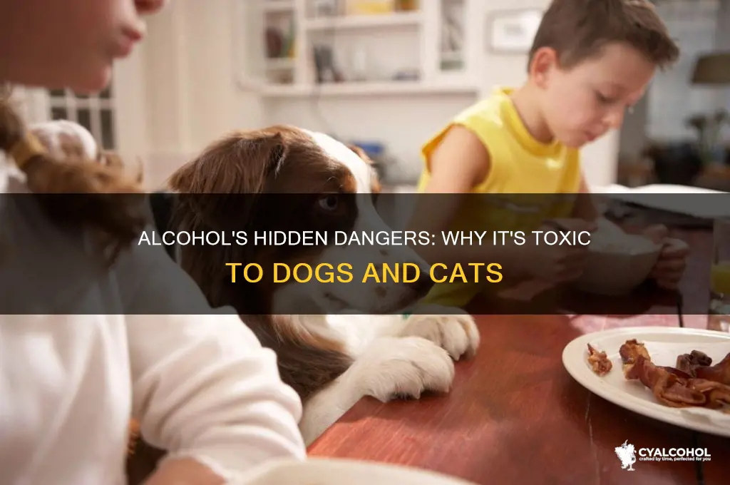 Alcohol's Hidden Dangers: Why It's Toxic To Dogs And Cats | CyAlcohol